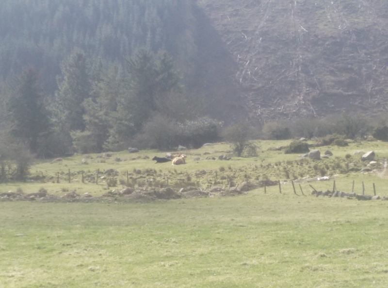 17_cows – mad IT runner